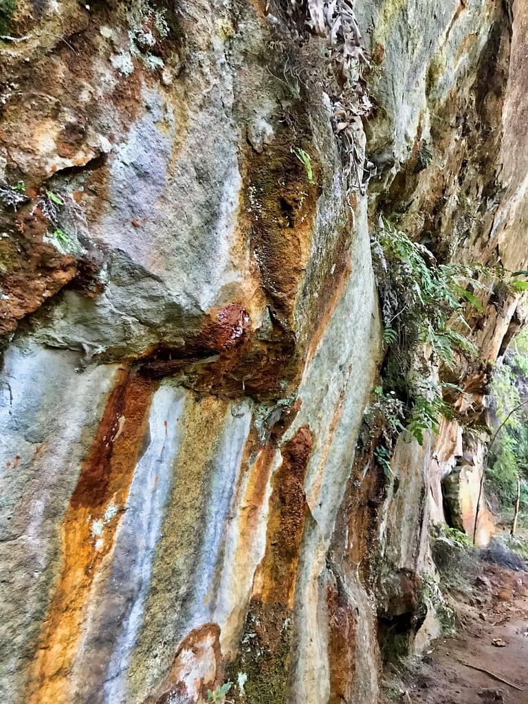 Lane Cove National Park Riverside Circuit Walk | indulgent experiences