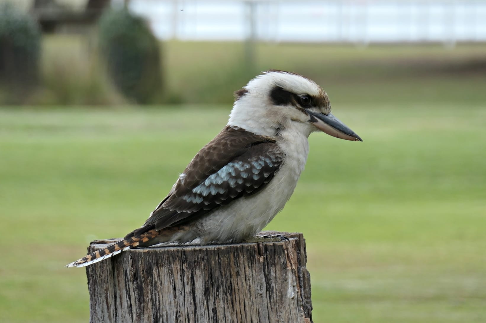 Kuringai Chase National Park Basin and Mackerel Tracks | indulgent ...